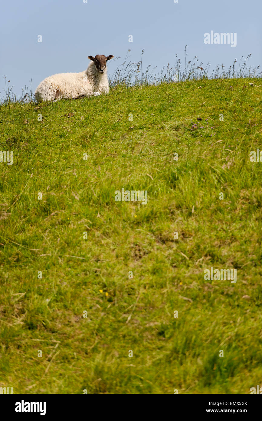 Sheep on hillside with shepherd hi-res stock photography and images - Alamy