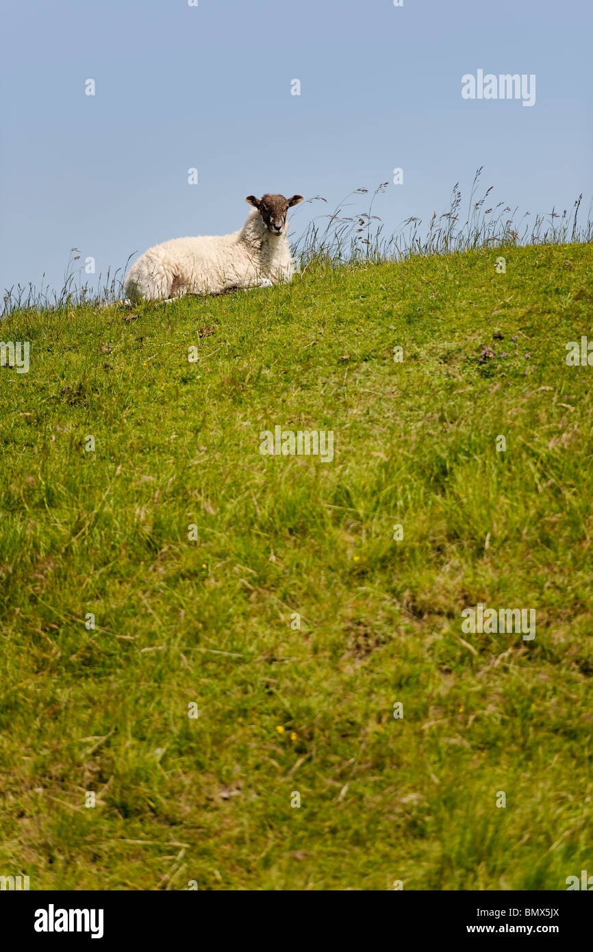 Sheep on hillside with shepherd hi-res stock photography and images - Alamy
