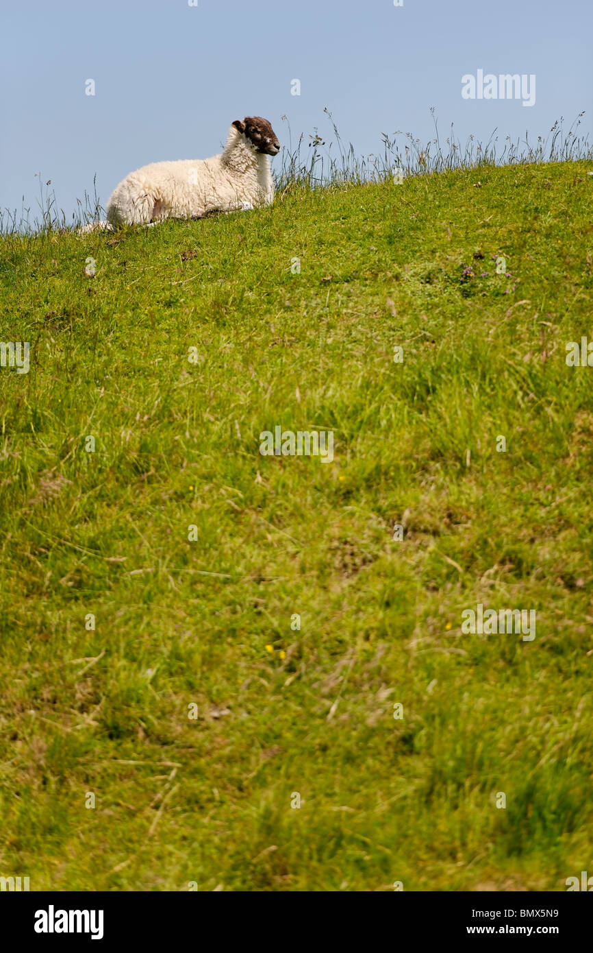 Sheep on hillside with shepherd hi-res stock photography and images - Alamy