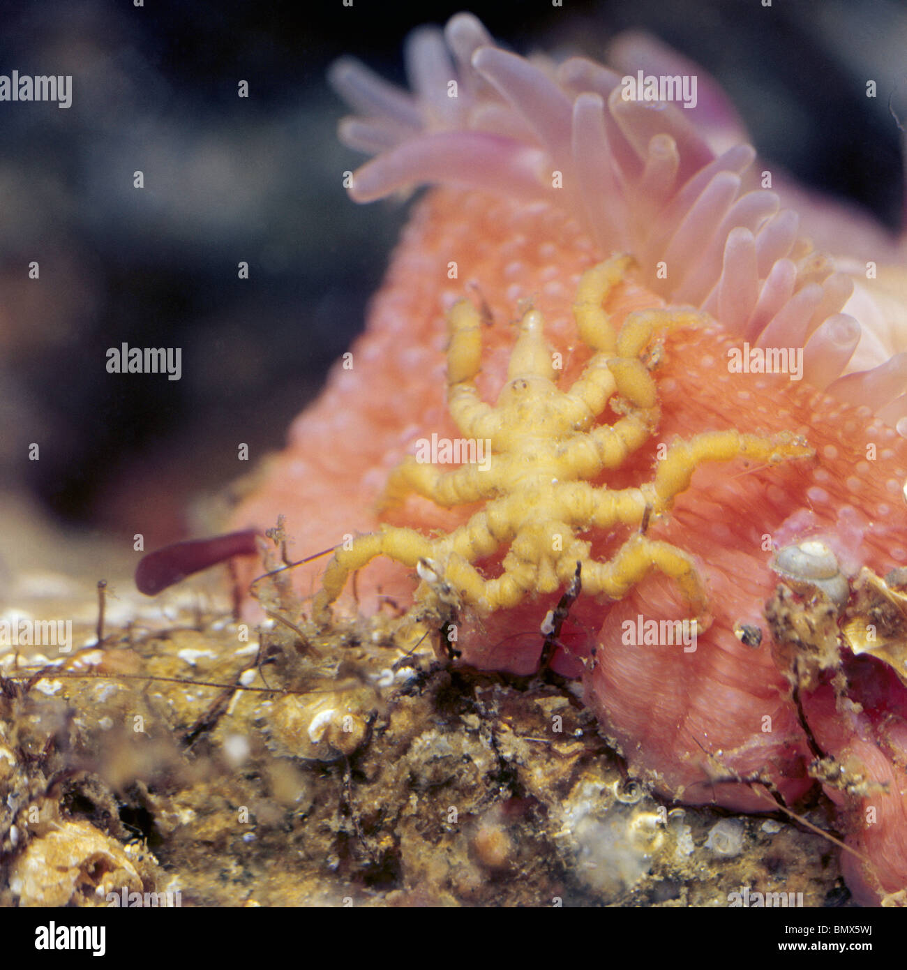 Pycnogonida hi-res stock photography and images - Alamy