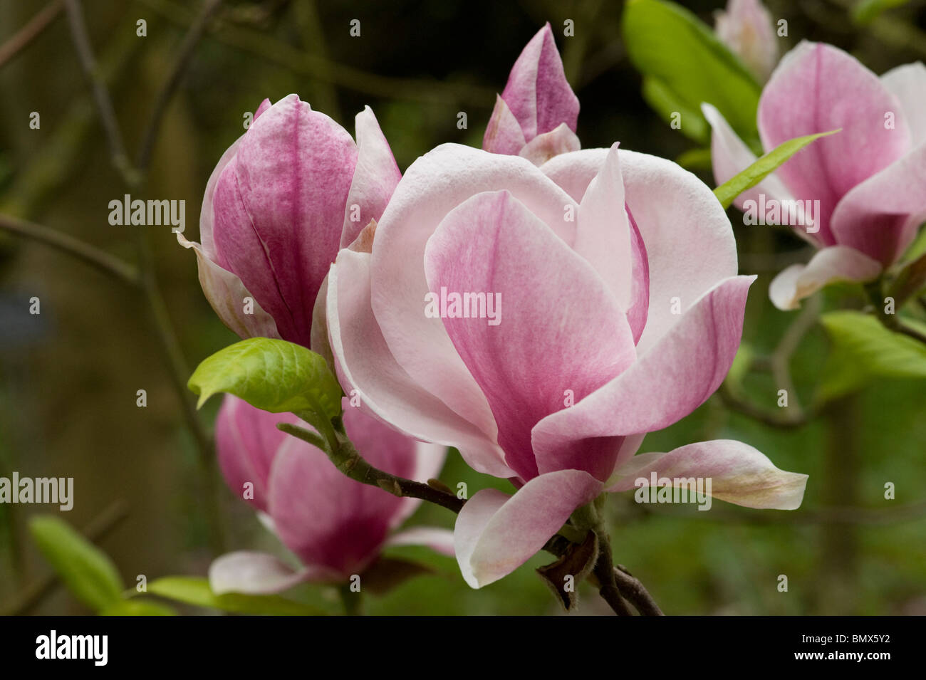 Magnolia soulangiana Rustica rubra flowers Stock Photo - Alamy