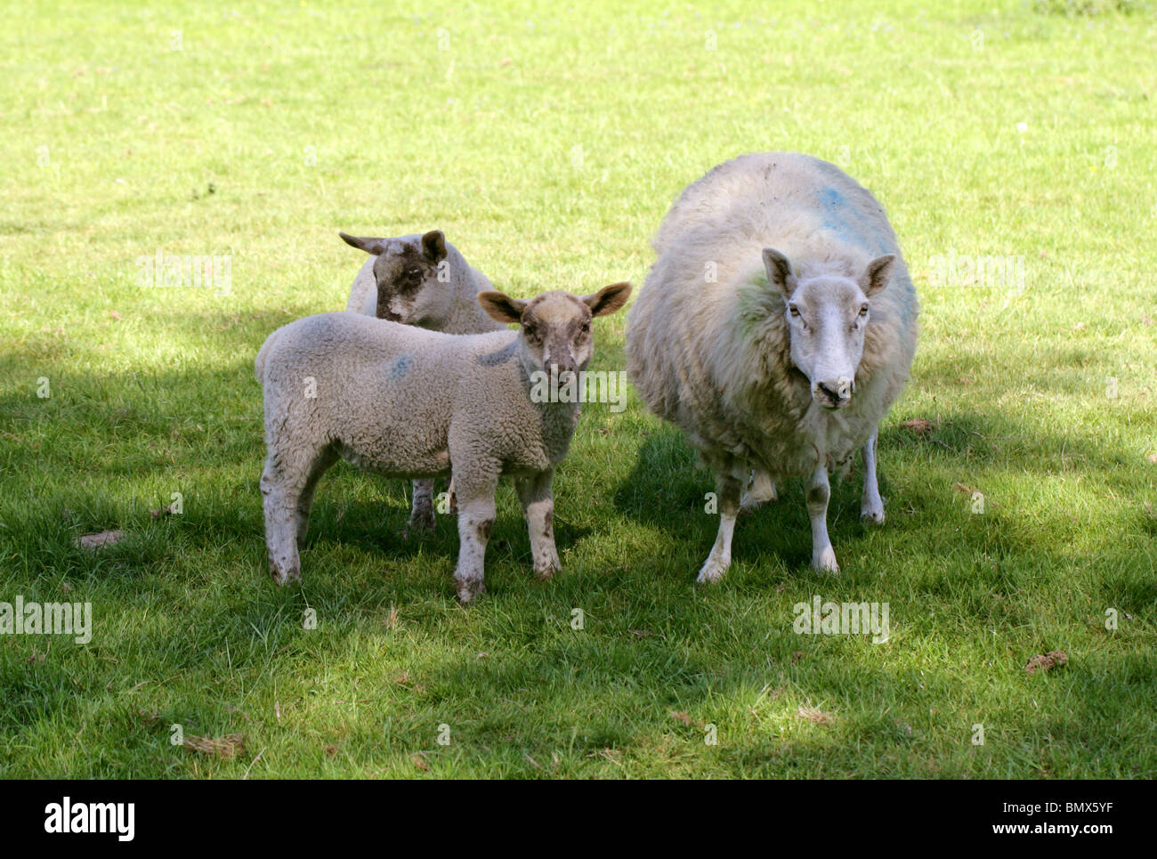 A Sheep with Her Two Lambs Resting in the Shade on a Hot Day Stock Photo - Alamy