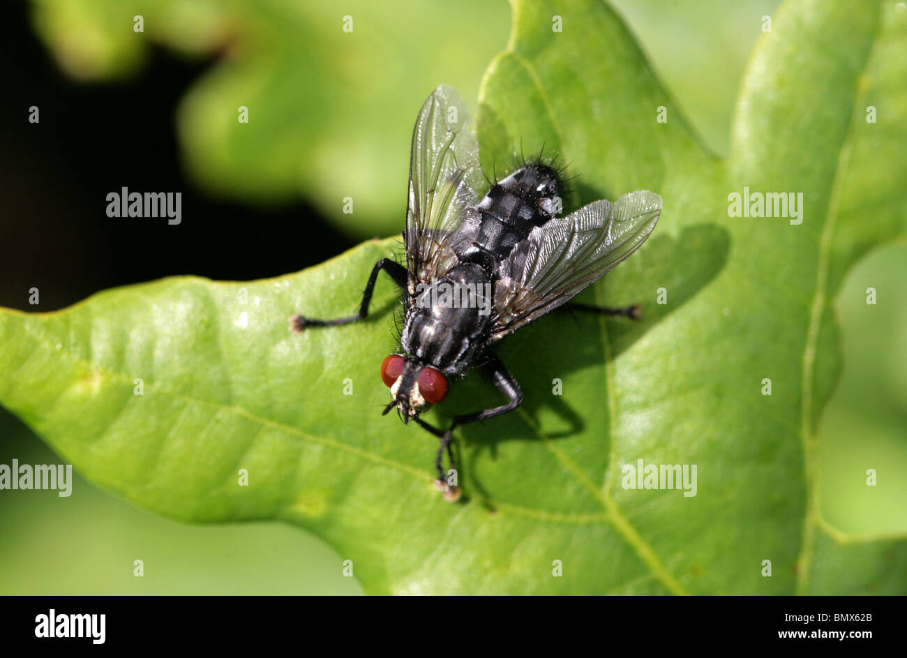 Flesh Fly, Sarcophaga carnaria, Sarcophagidae, Diptera Stock Photo - Alamy