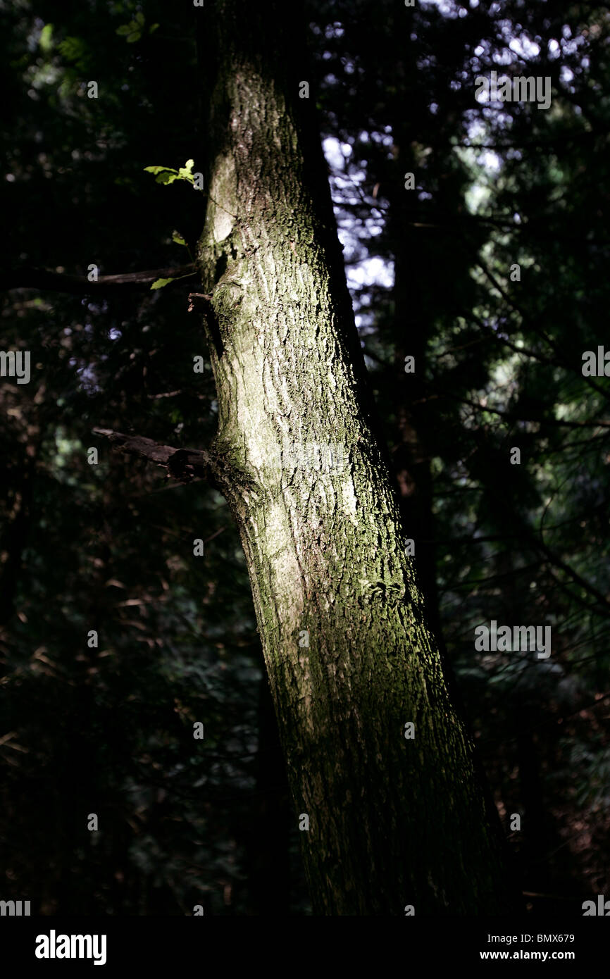 Light falling on a tree trunk Stock Photo - Alamy