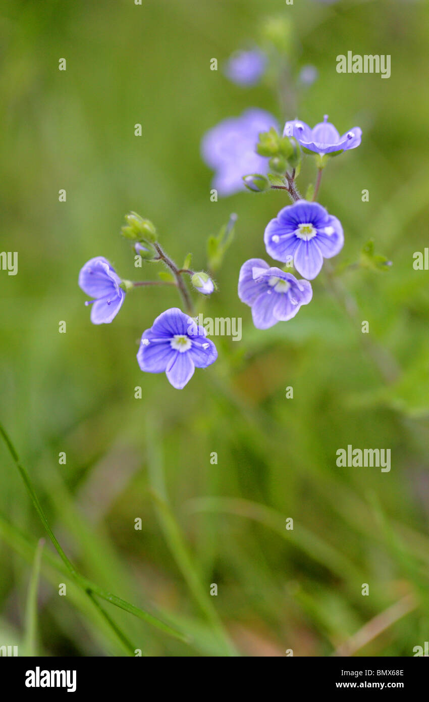 Germander Speedwell, Veronica chamaedrys, Plantaginaceae ...