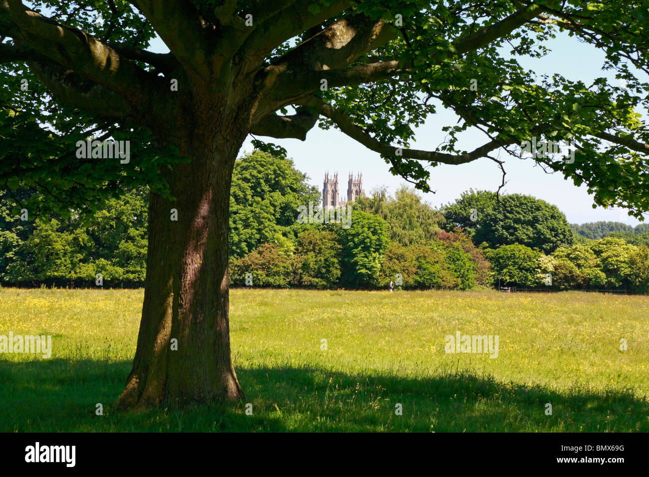 Yorkshire tree hi-res stock photography and images - Alamy