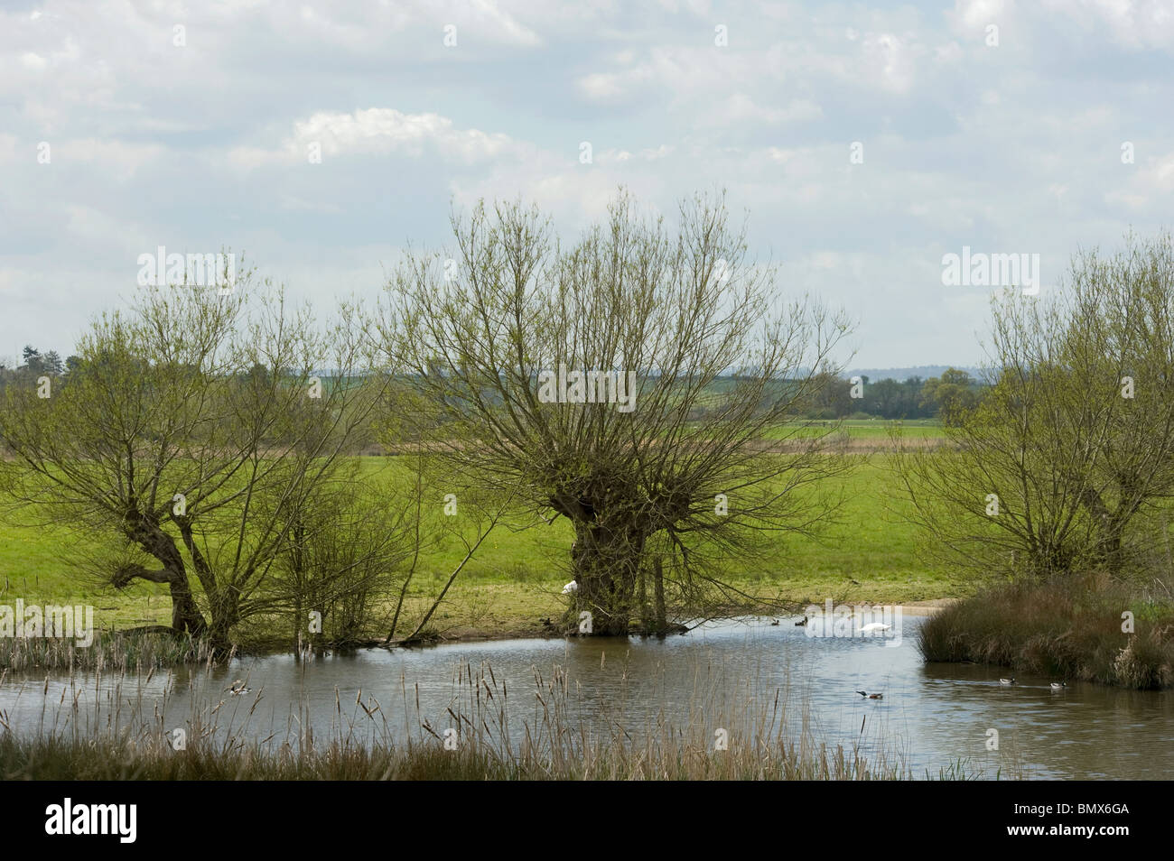 Waterside willows hi-res stock photography and images - Alamy