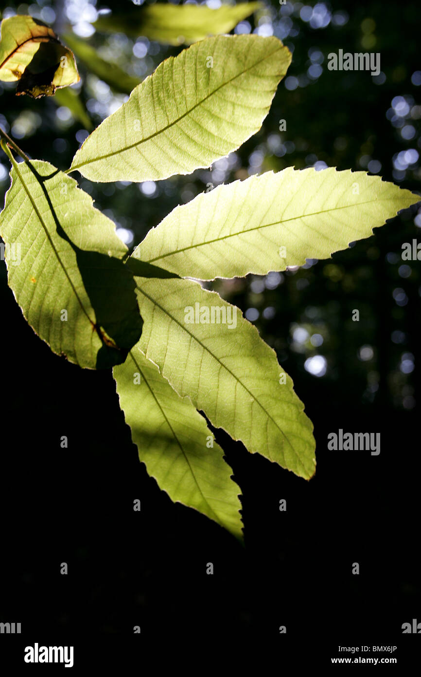 Through leaves hi-res stock photography and images - Alamy