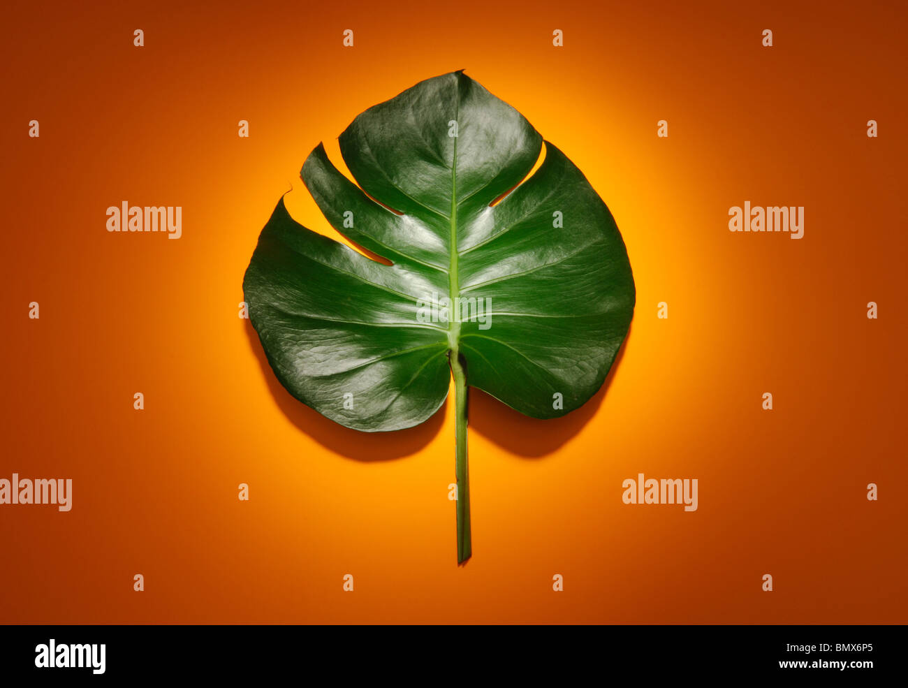 Tropical green plant leaf and stem, orange background Stock Photo - Alamy