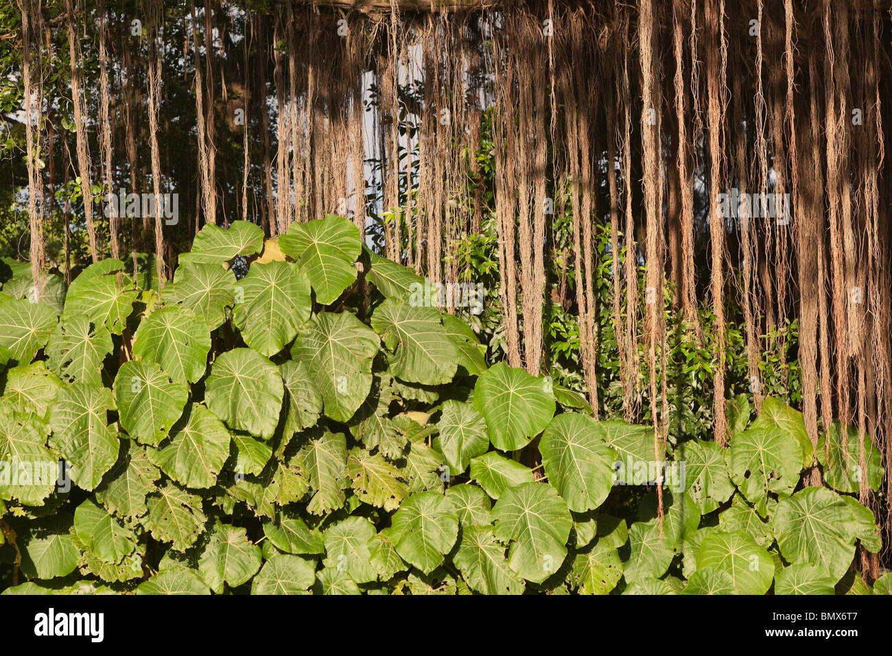 Philodendron leaves and banyan tree on Banyan Drive in Hilo,Hawaii ...
