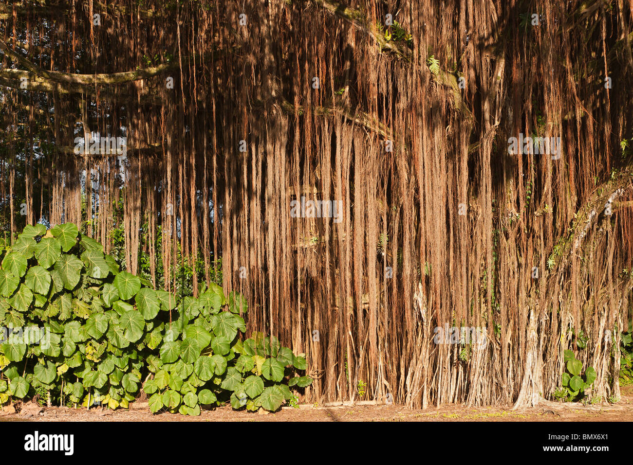 Philodendron leaves and banyan tree on Banyan Drive in Hilo,Hawaii ...