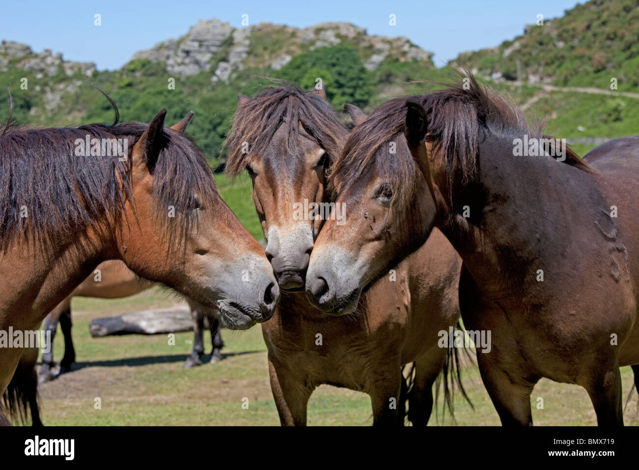 Three Exmoor ponies having discussion Valley of the Rocks Exmoor North ...