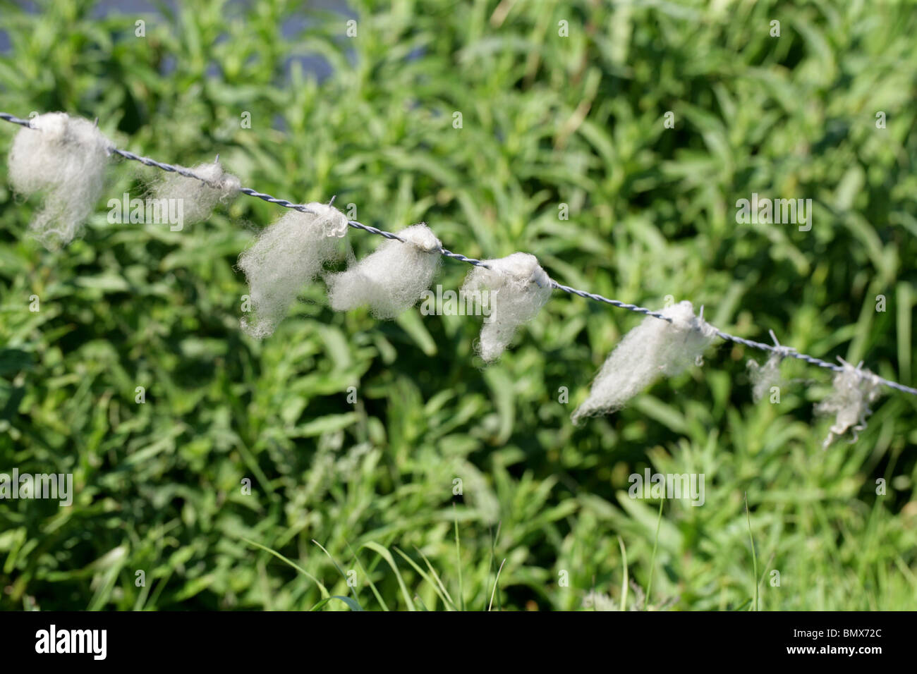 Sheep's Wool Caught on a Barbed Wire Fence Stock Photo - Alamy