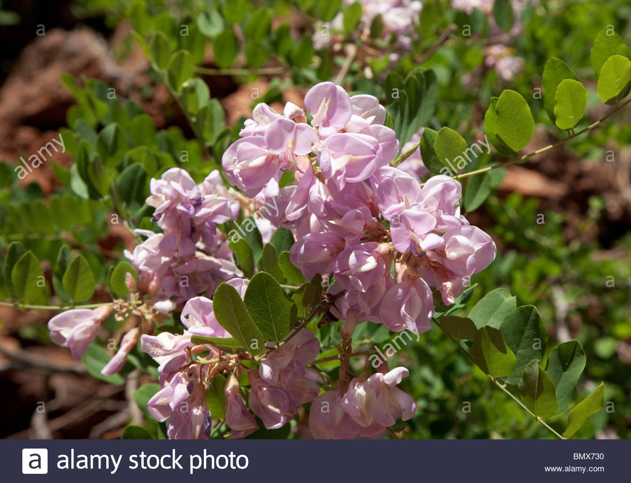 Locust Trees Stock Photos & Locust Trees Stock Images - Alamy