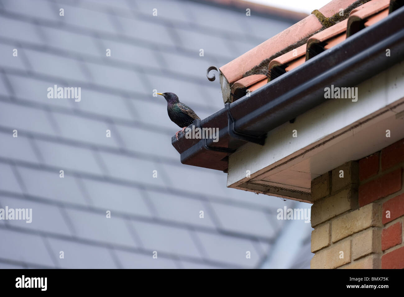 A Starling looks out from the gutter of a house in urban area where she ...