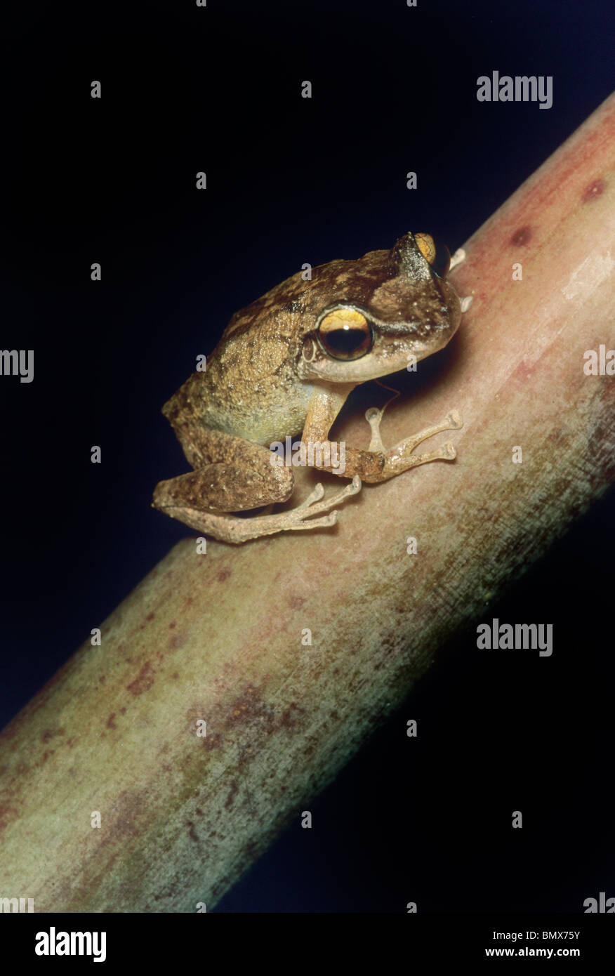 Printable Pictures El Coqui Puerto Rico