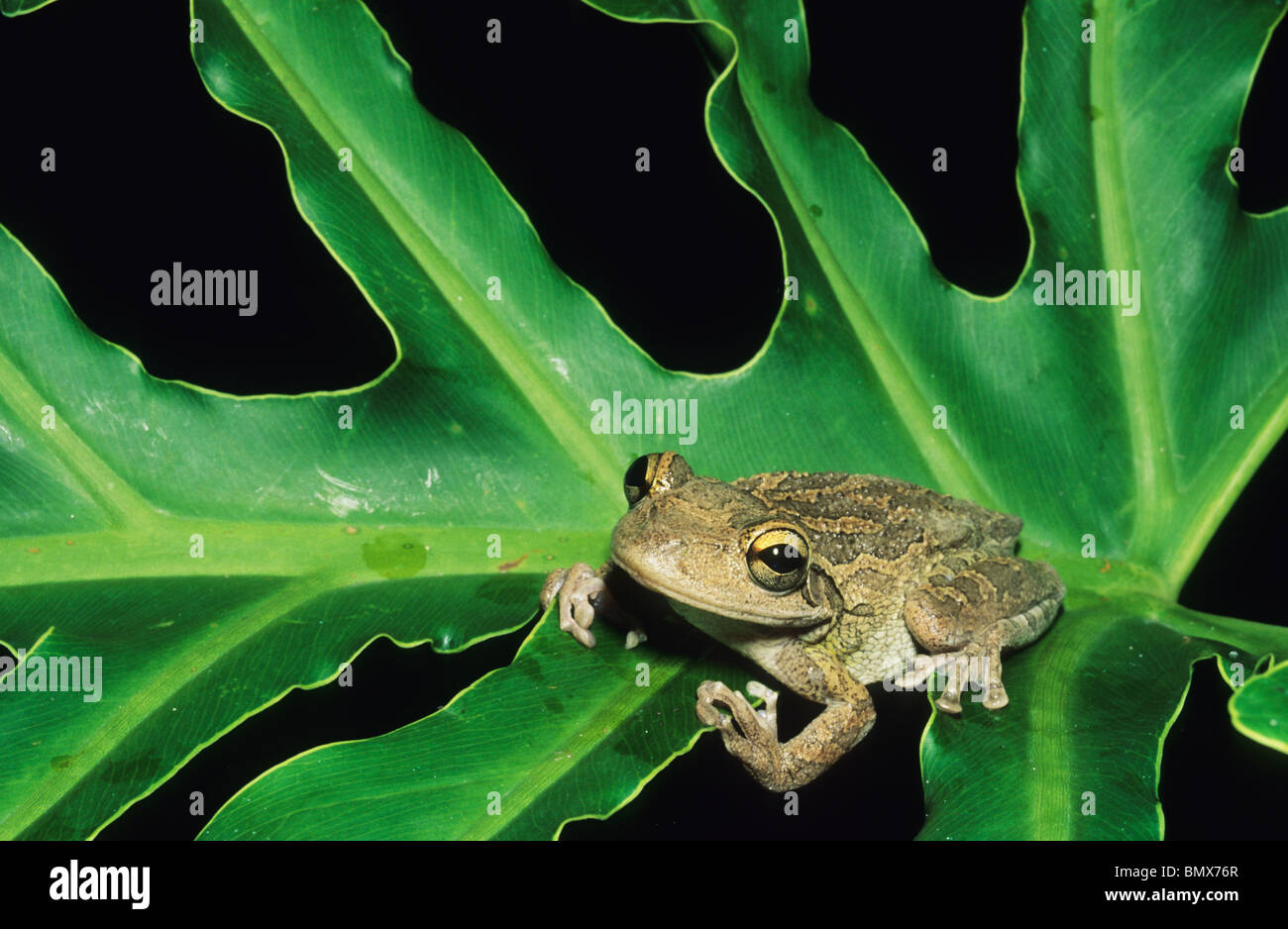 Cuban Tree Frog, (Osteopilius sepentrionalis), resting on leaf CAPTIVE ...