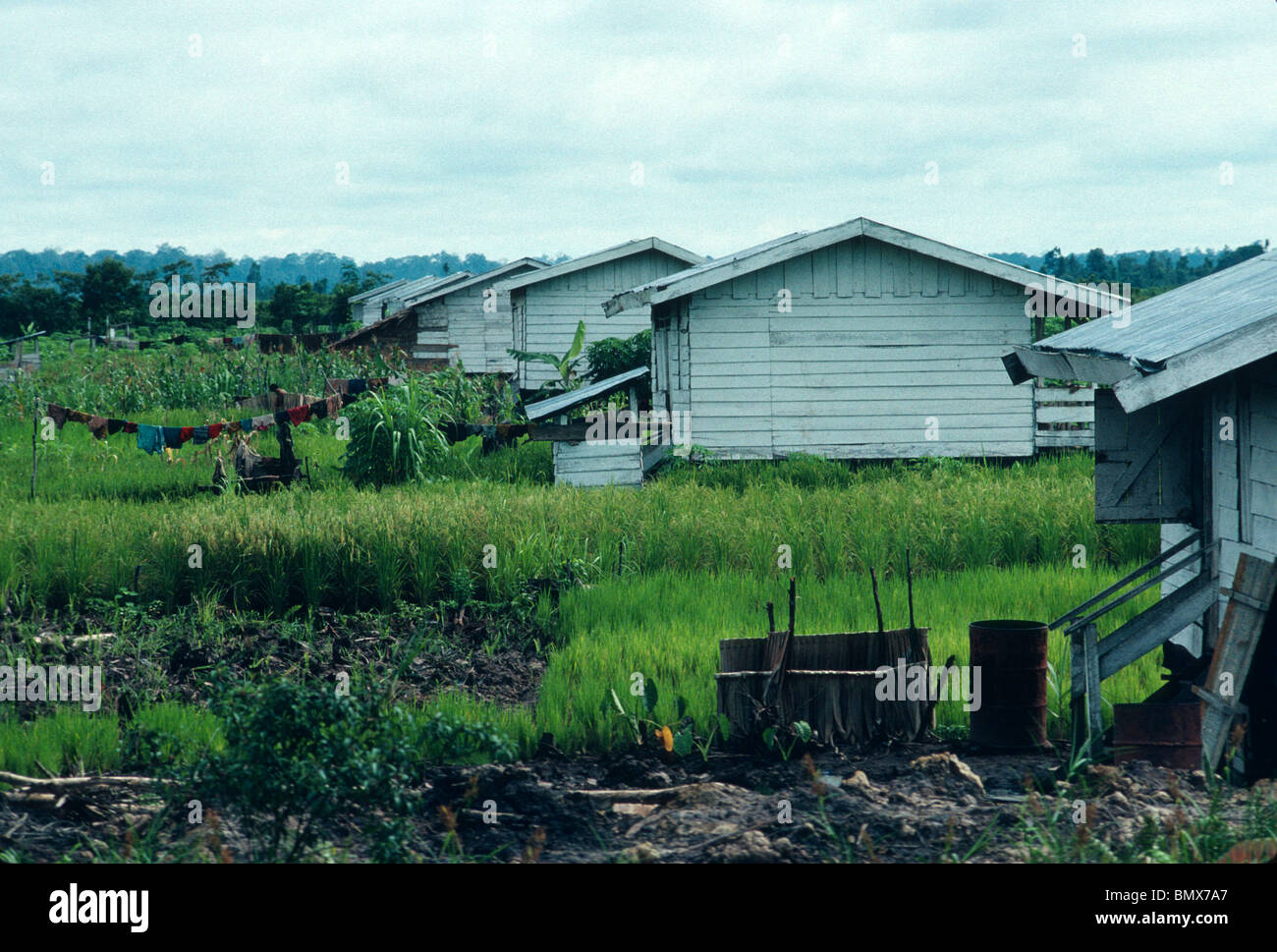 An Indonesian transmigration site in Sumatra Stock Photo - Alamy