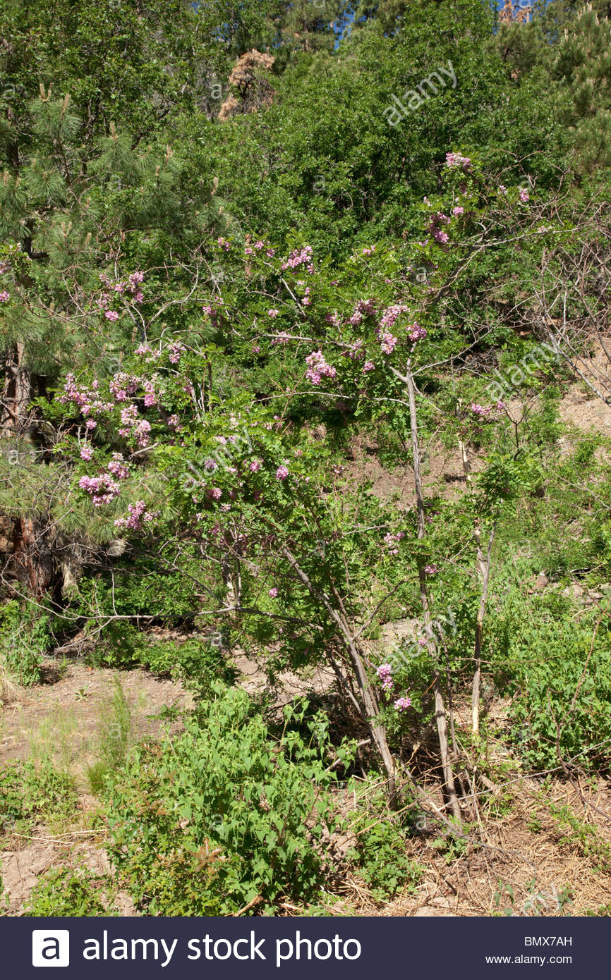 Locust Trees Stock Photos & Locust Trees Stock Images - Alamy