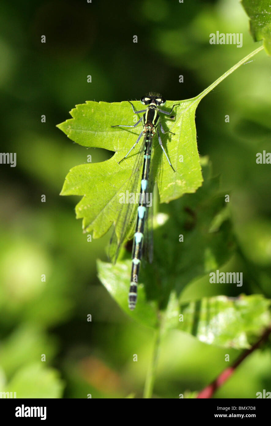 Female Variable Damselfly, Coenagrion pulchellum, Coenagrionidae ...
