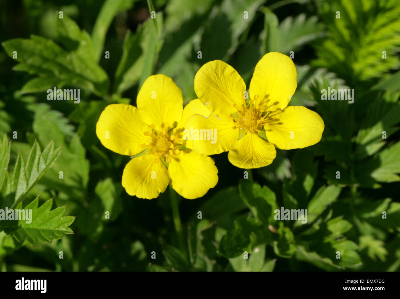 Goose Grass, Silverweed or Wild Tansy, Potentilla anserina, Rosaceae ...