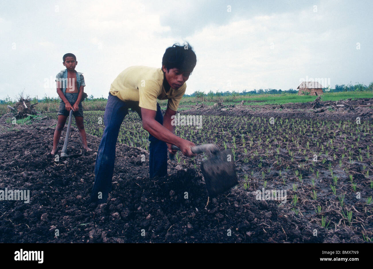 An Indonesian transmigration site in Sumatra Stock Photo - Alamy