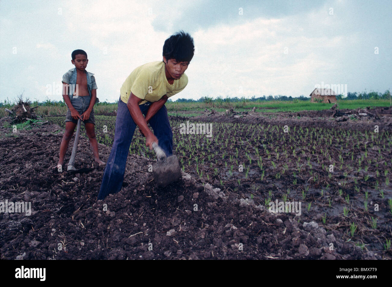 An Indonesian transmigration site in Sumatra Stock Photo - Alamy