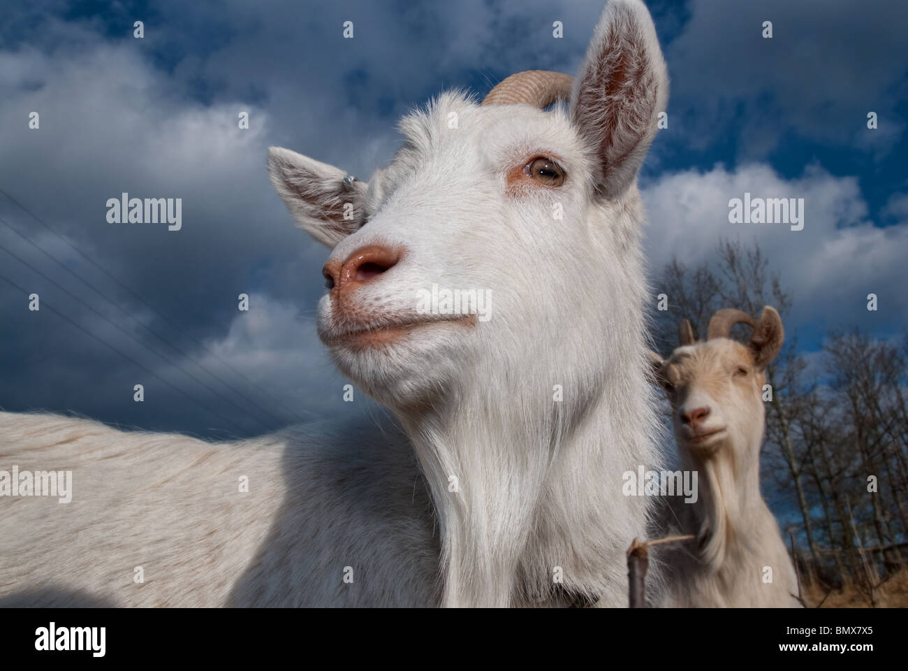 Profile goat hi-res stock photography and images - Alamy