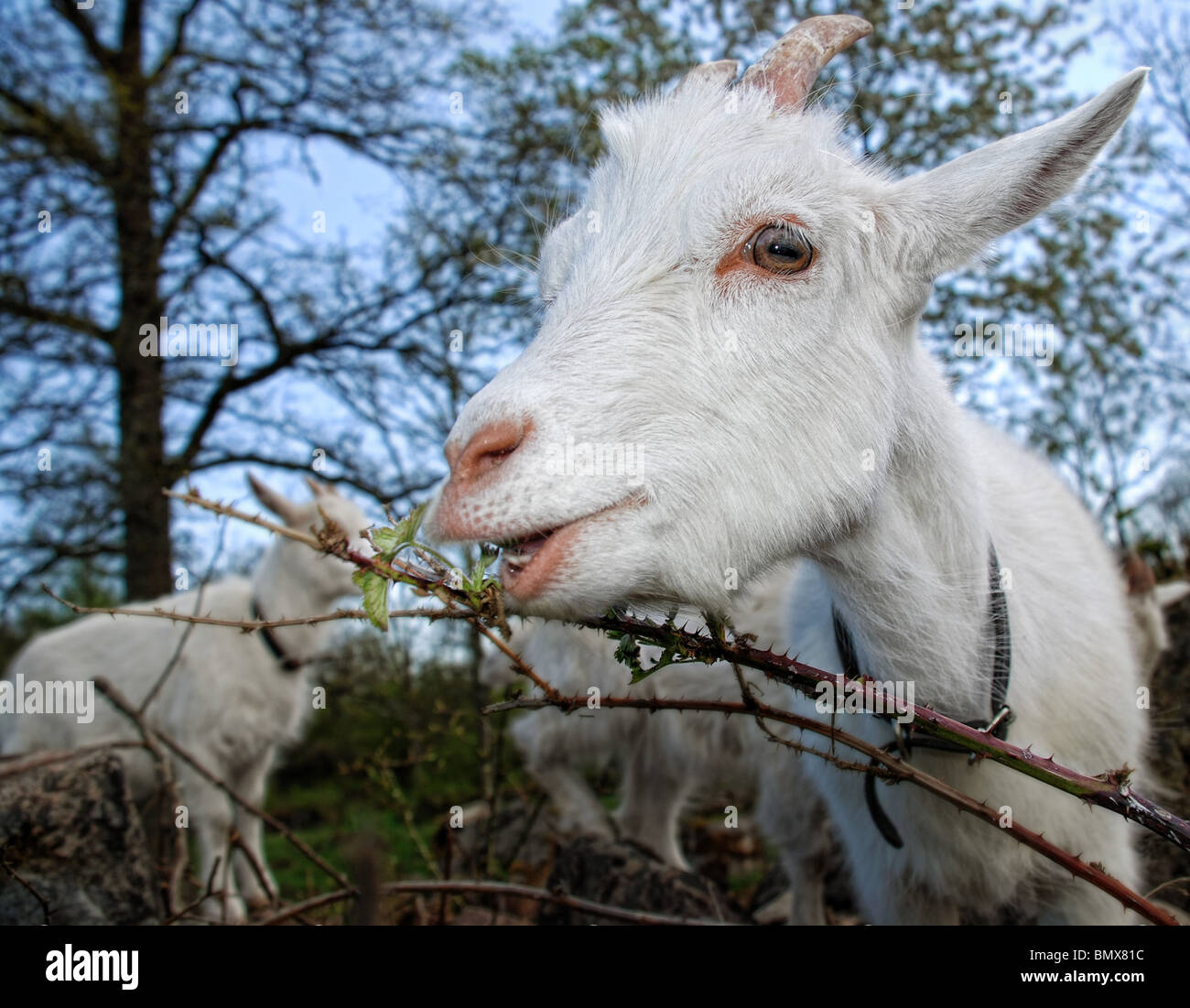 Goat eat branch Stock Photo - Alamy