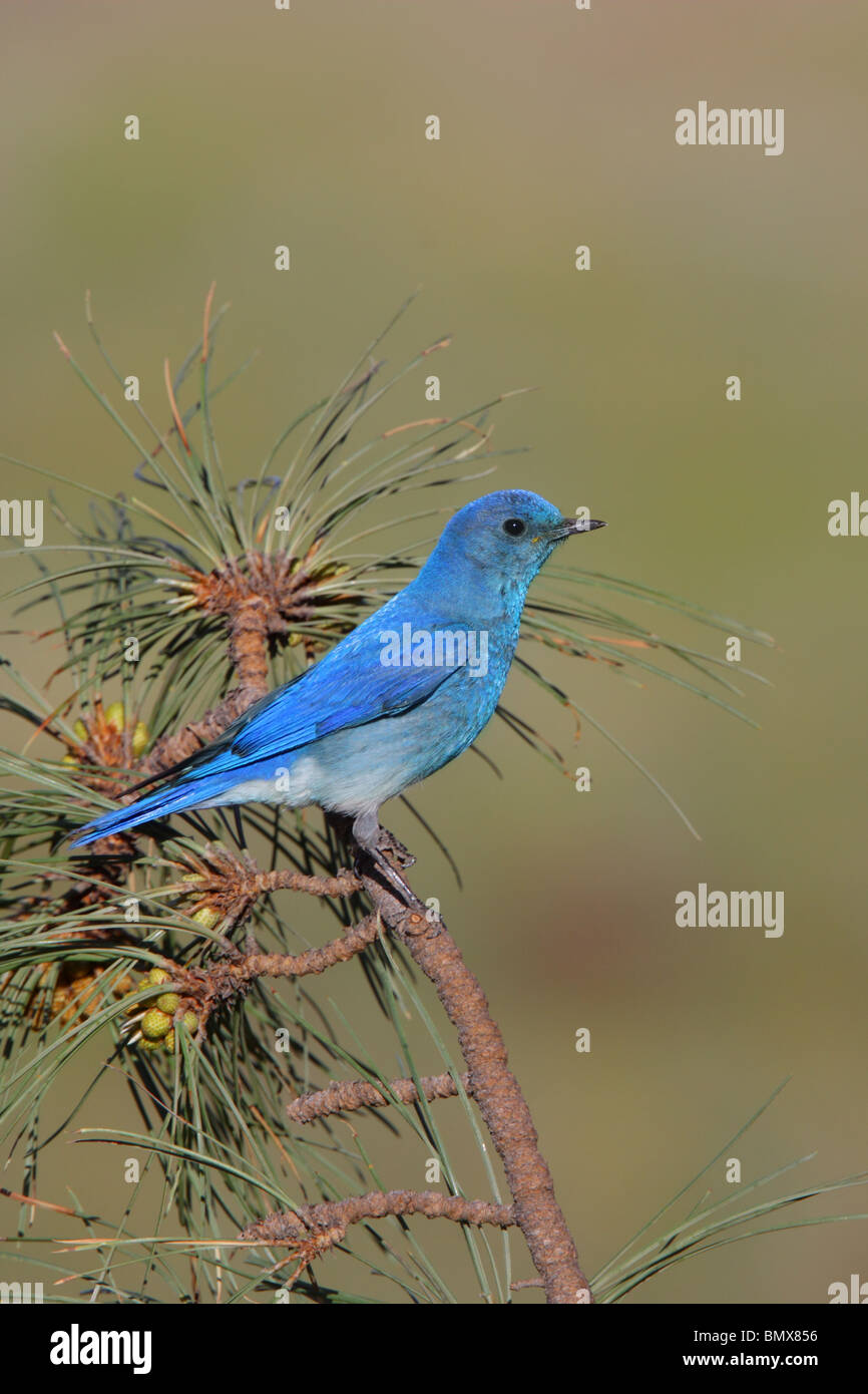 Mountain Bluebird adult male on Ponderosa Pine (Pinus ponderosa Stock ...