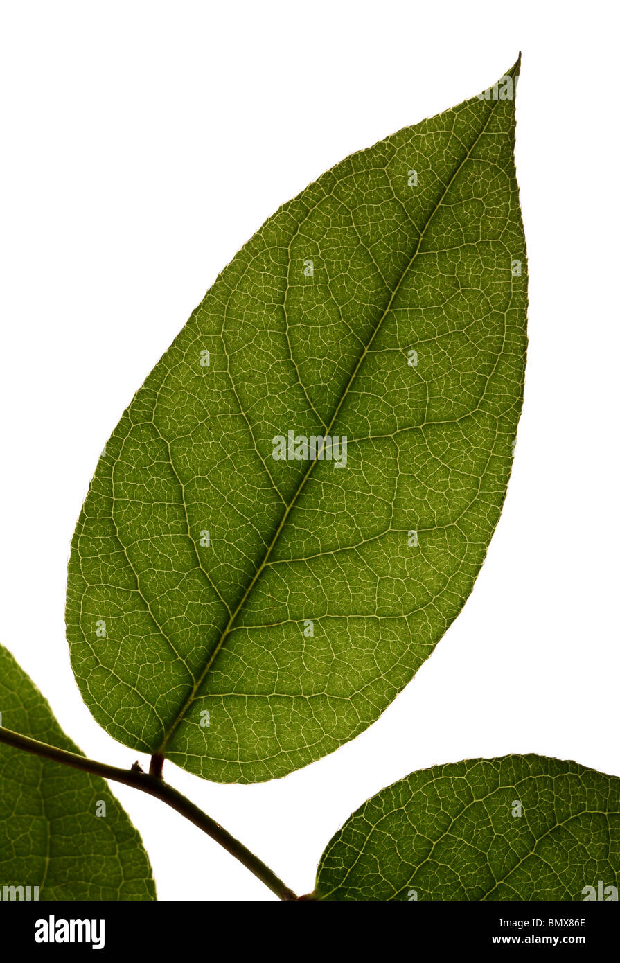 Branch white background hi-res stock photography and images - Alamy