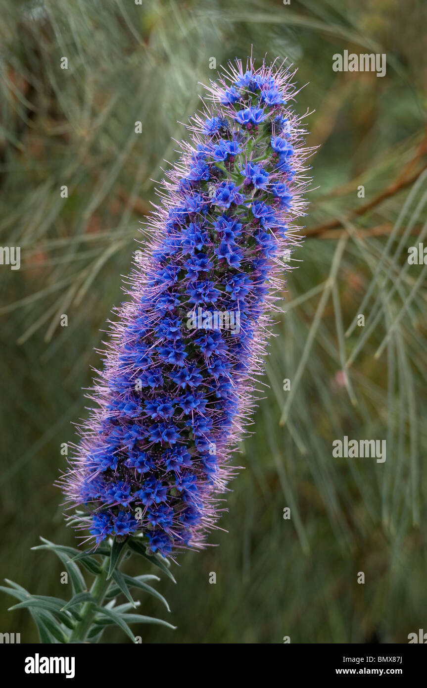 Pride of Madeira Echium candicans showing spiral arrangement of blue ...