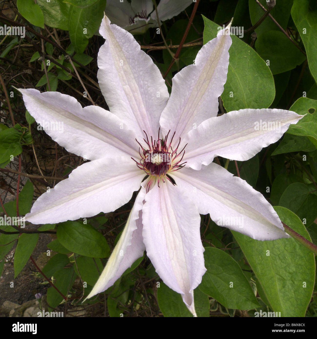 Large White Flowering Clematis florida, cultivar 'Henryi' Stock Photo ...