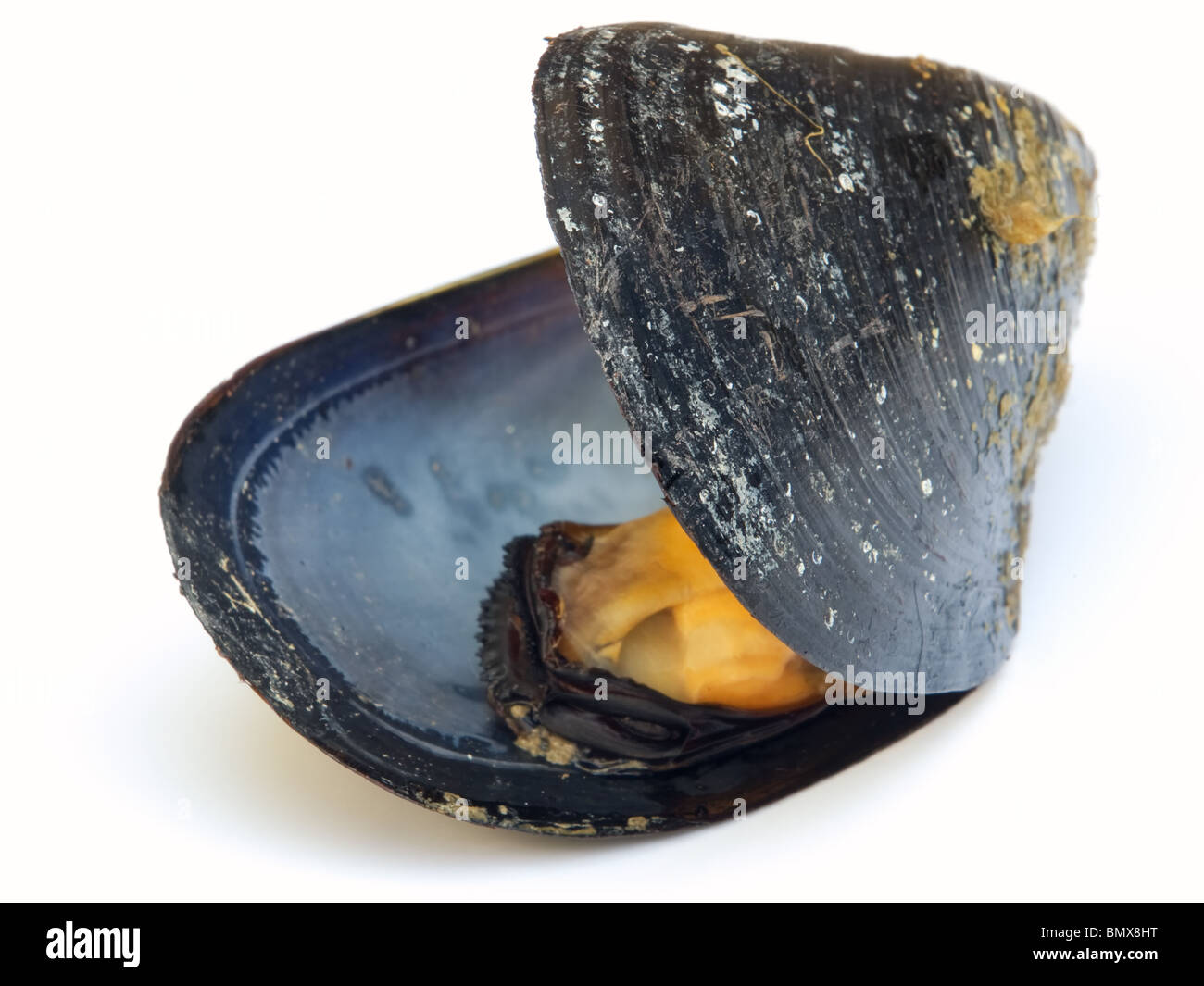Closeup of mussel on a white background Stock Photo - Alamy