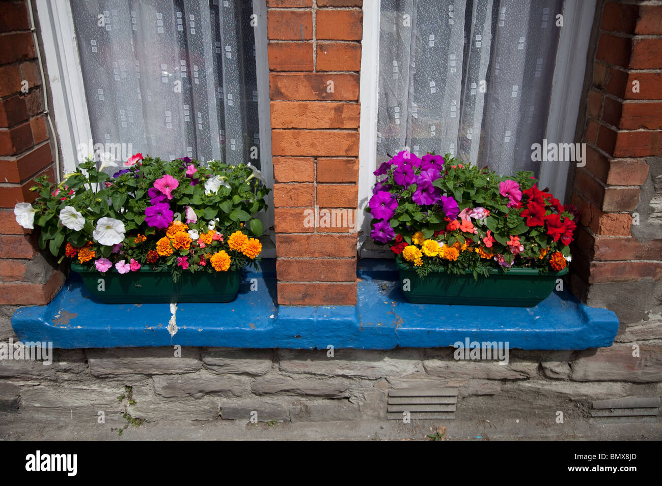 Colourful displays of flowers on blue window sill Ilfracombe Devon UK ...