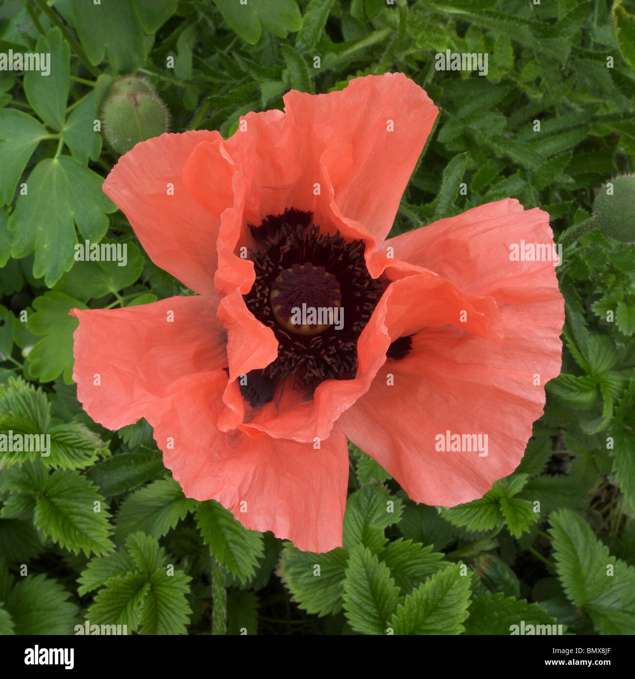 Oriental Poppy in Bloom ( Papaver orientale Stock Photo - Alamy