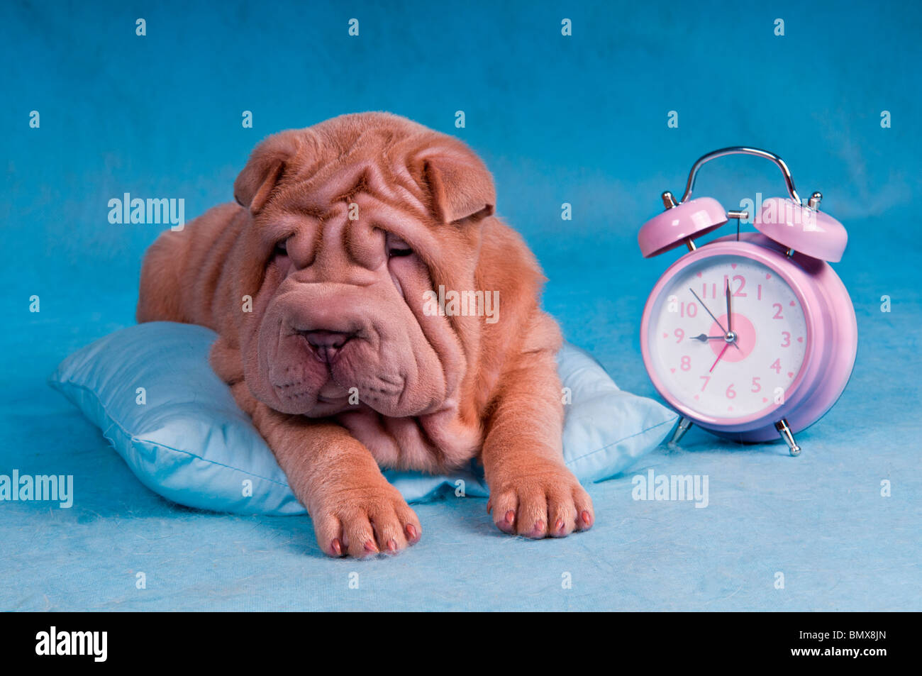 Sleepy Shar-Pei lying on Pillow with Alarm Clock Stock Photo - Alamy