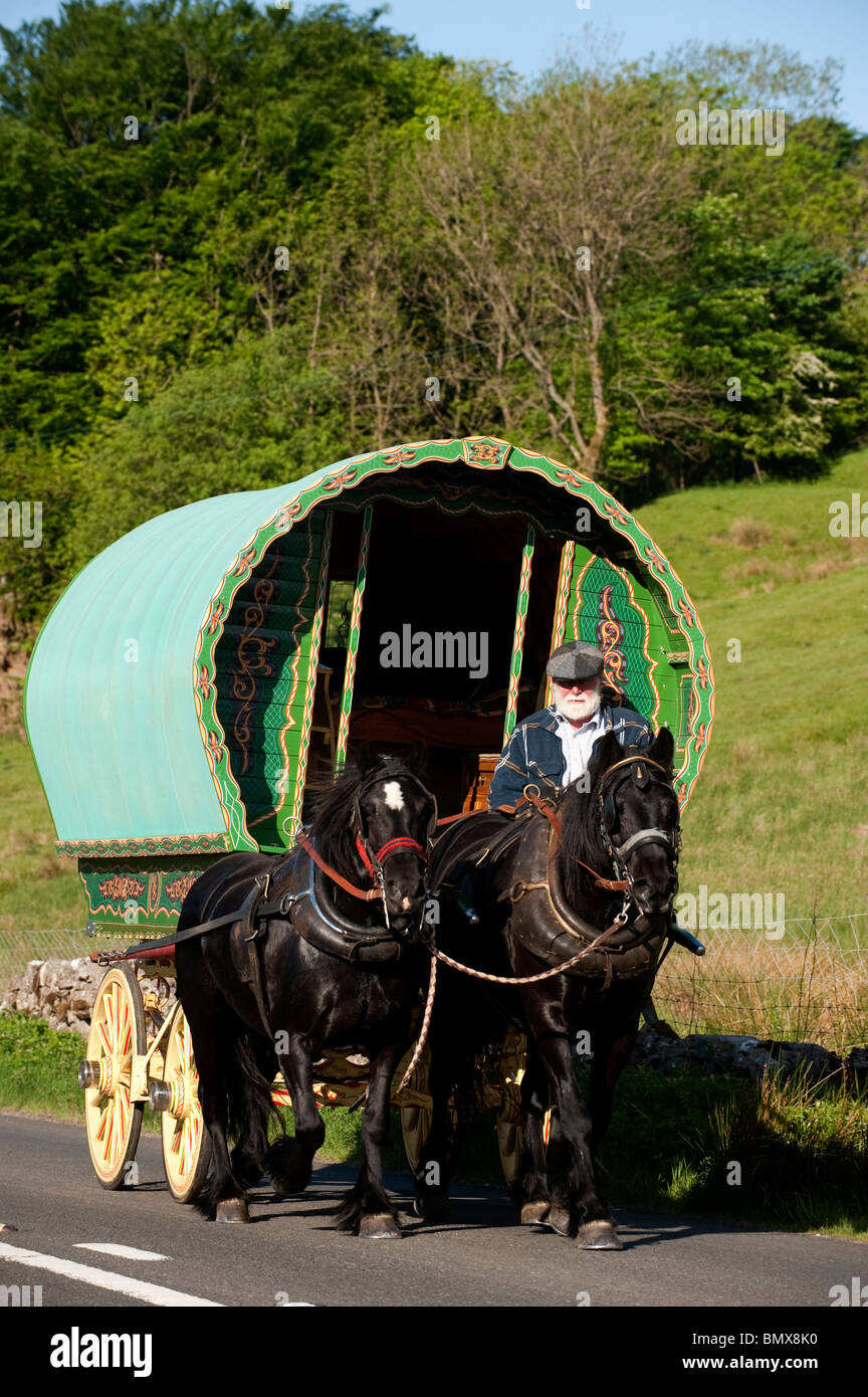 Horse drawn Gypsy caravan on road to Appleby Fair, near Ravenstonedale ...