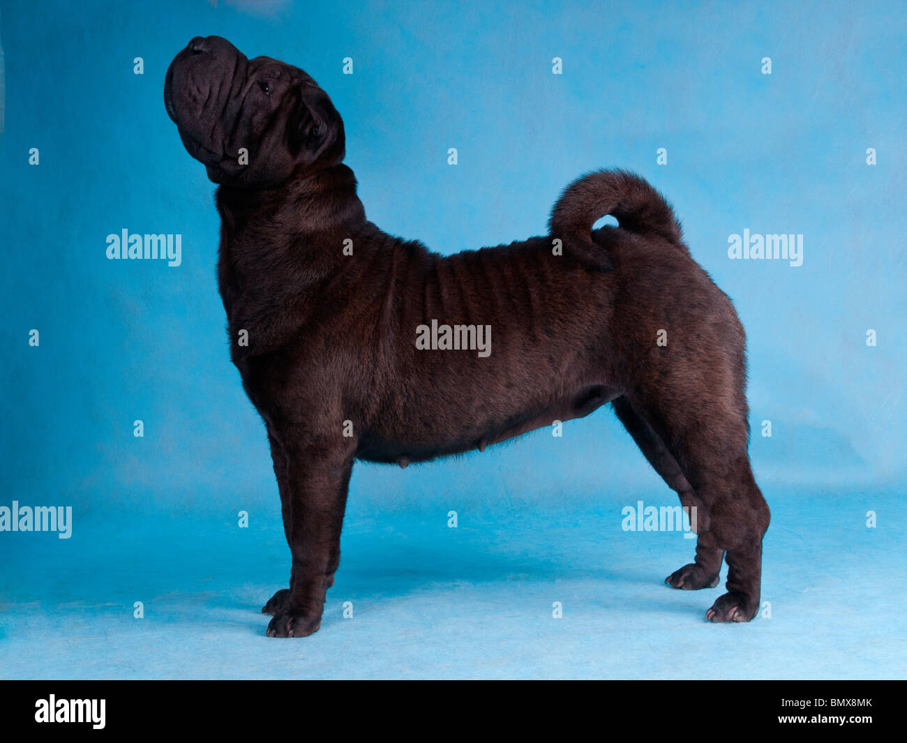 Classical Show Stack of a champion Shar-Pei Stock Photo - Alamy