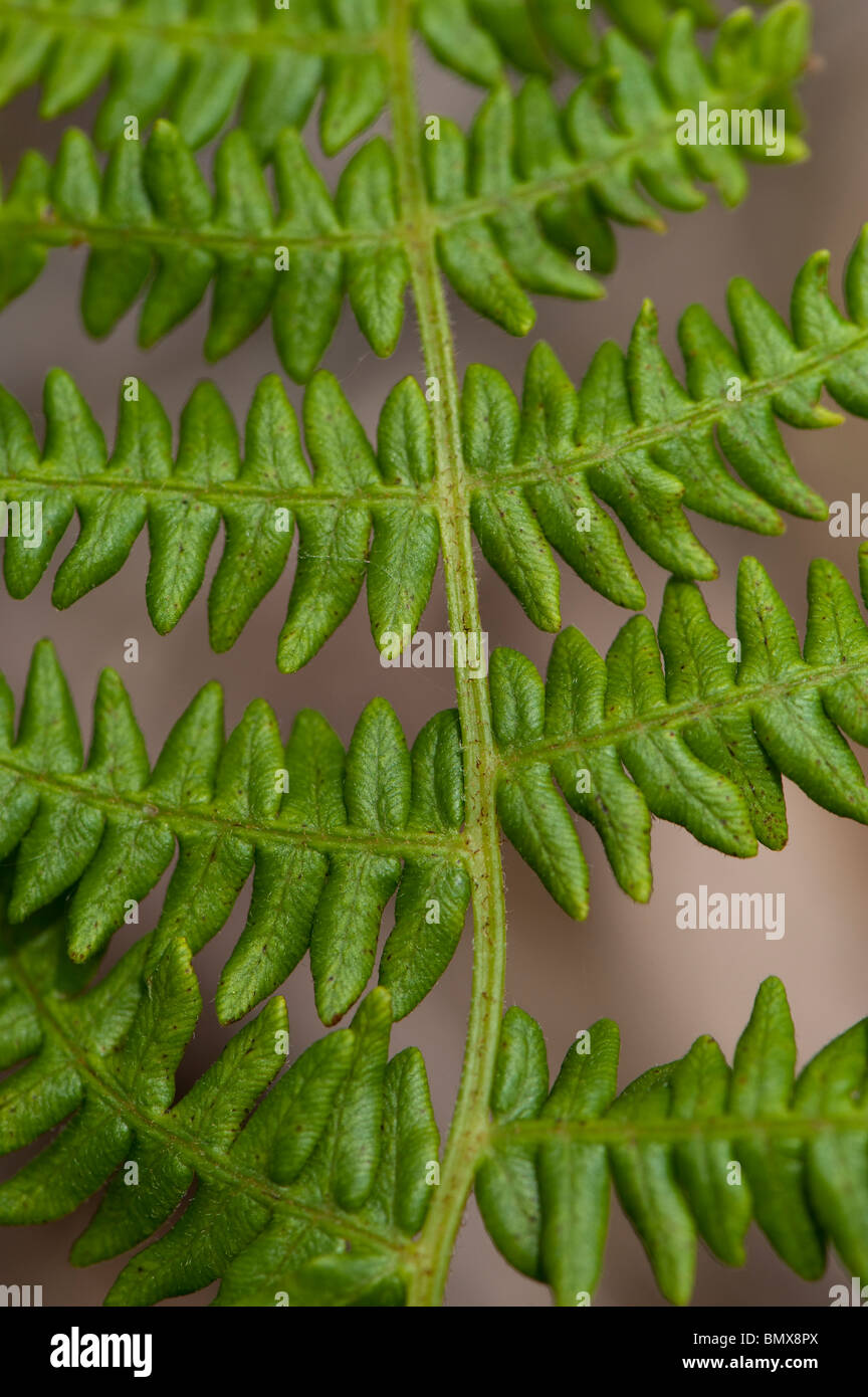 Fronds of new growth Bracken late spring / Early summer. Pteridium ...