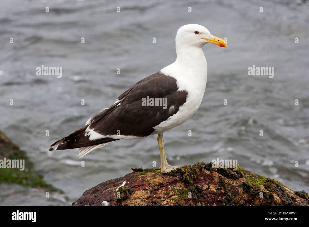 kelp gull (Larus dominicanus) or Dominican Gull, single adult standing ...