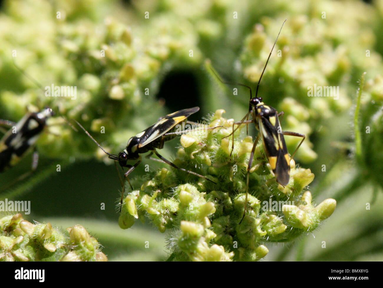 Capsid or Myrid Bug, Grypocoris stysi, Miridae, Heteroptera, Hemiptera ...