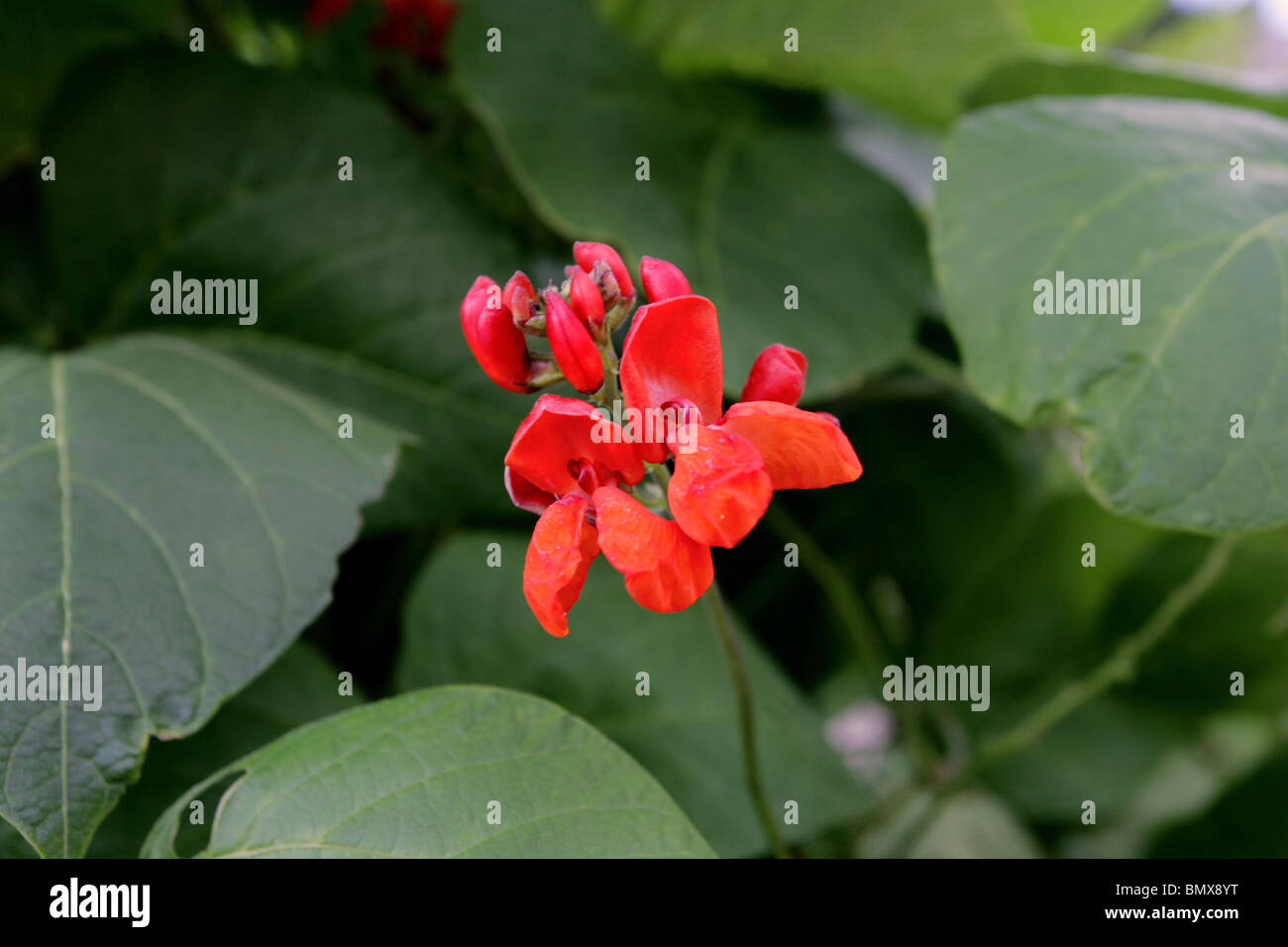 Red flower on a runner bean plant Stock Photo - Alamy