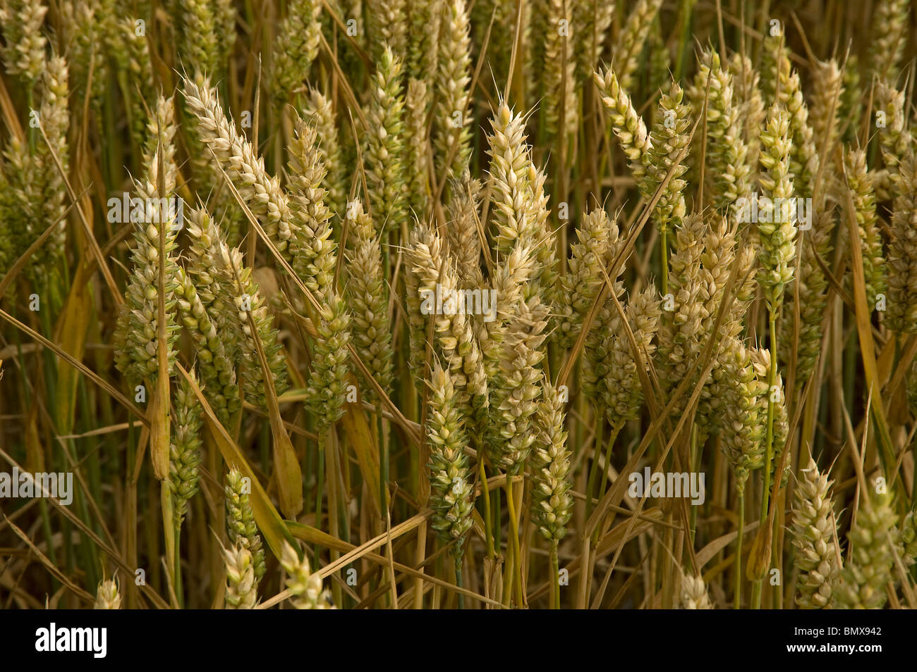 Ripening wheat ears in Berkshire Stock Photo - Alamy