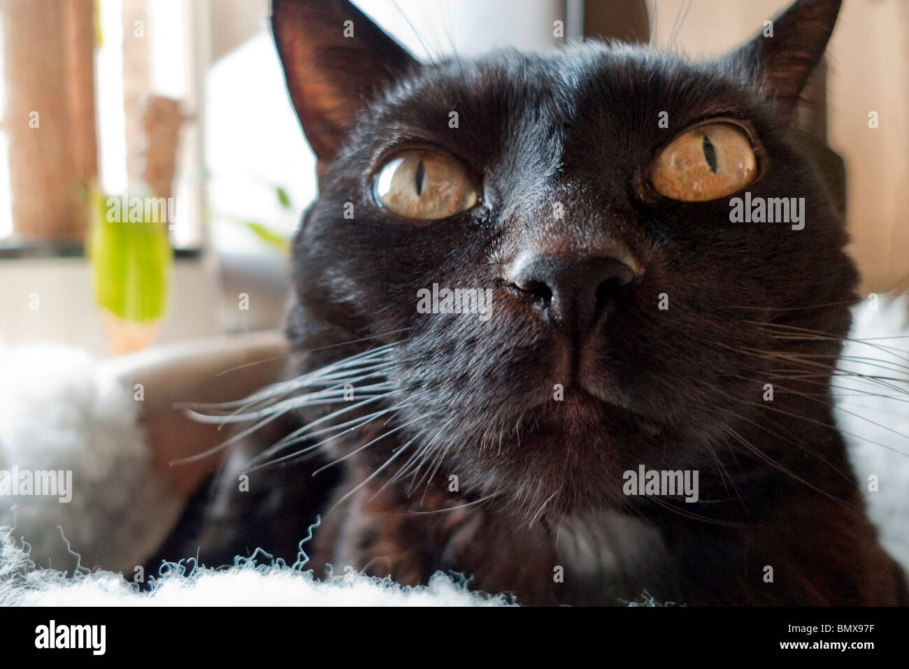 Gonzo the cat Stock Photo - Alamy
