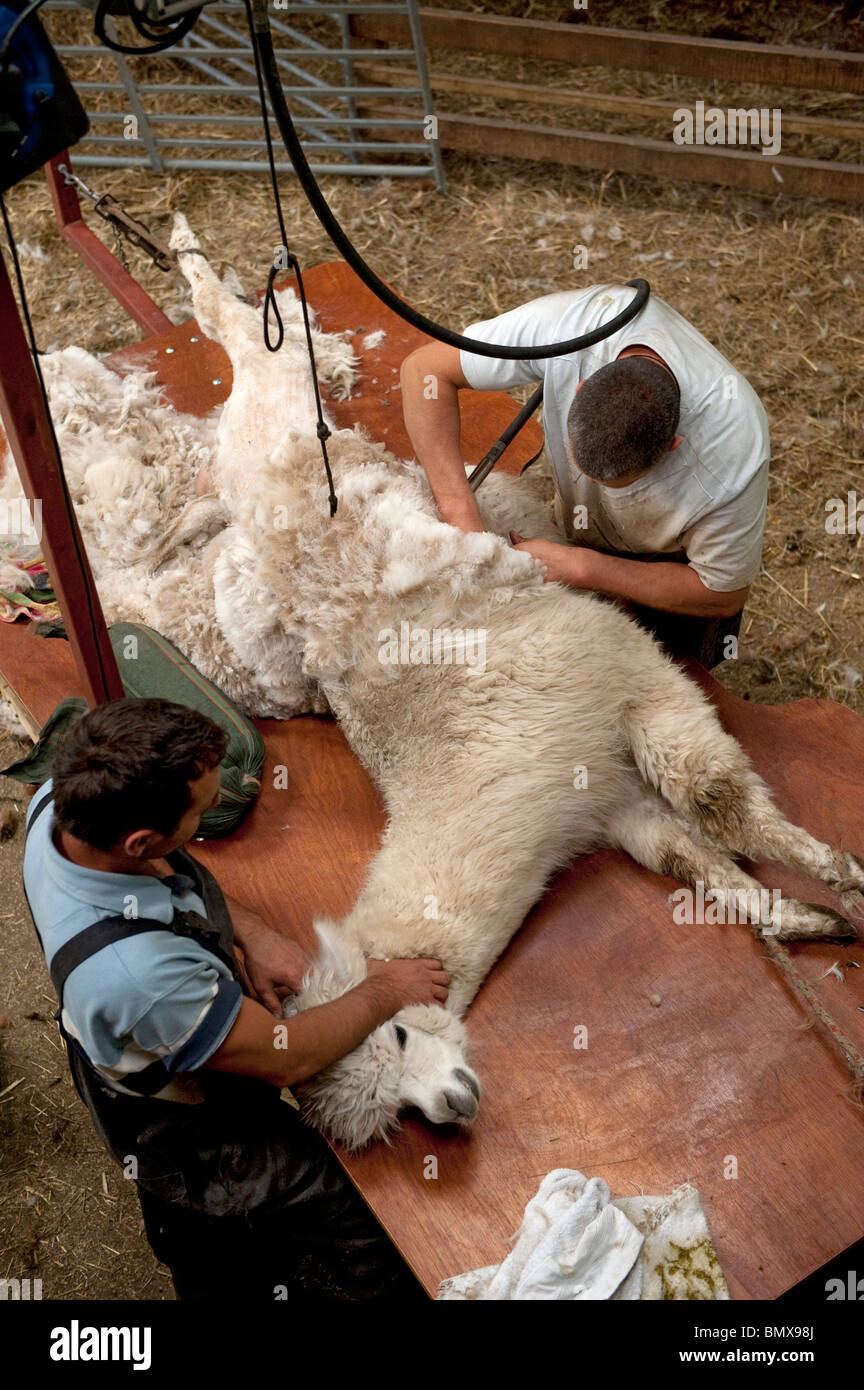 Alpaca shearing hi-res stock photography and images - Alamy