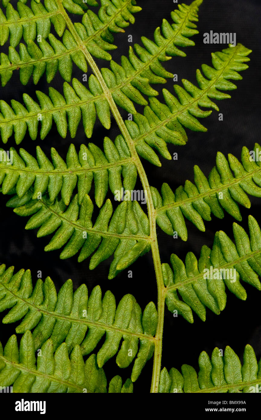 Bracken fern plant hi-res stock photography and images - Alamy