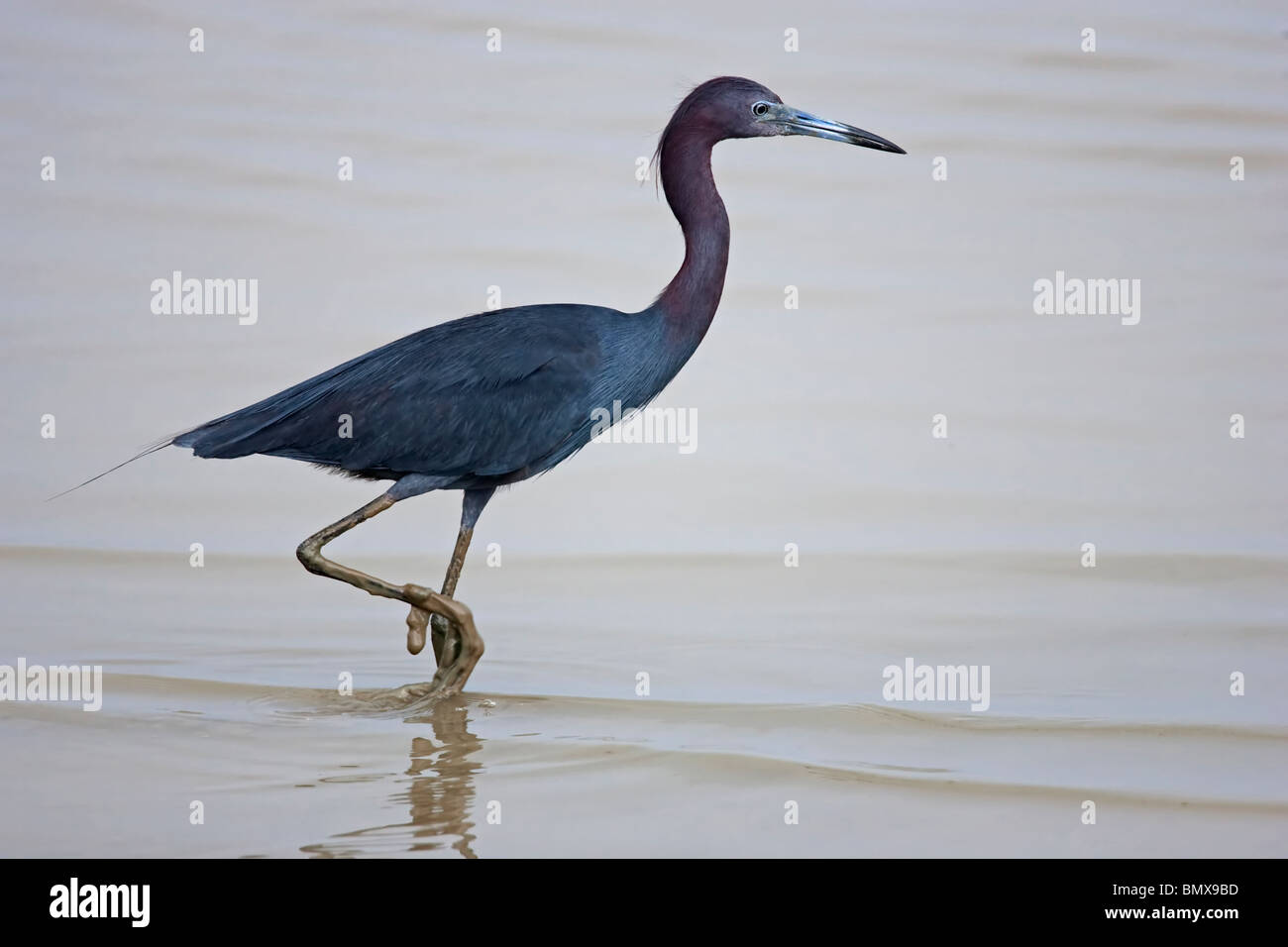 little blue heron (Egretta caerulea) single blue morph adult wading in ...