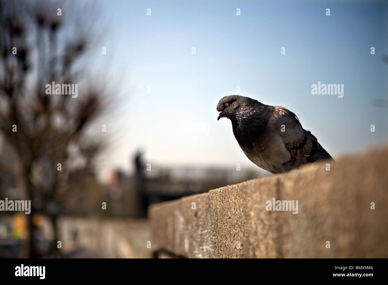 Pigeon perch hi-res stock photography and images - Alamy