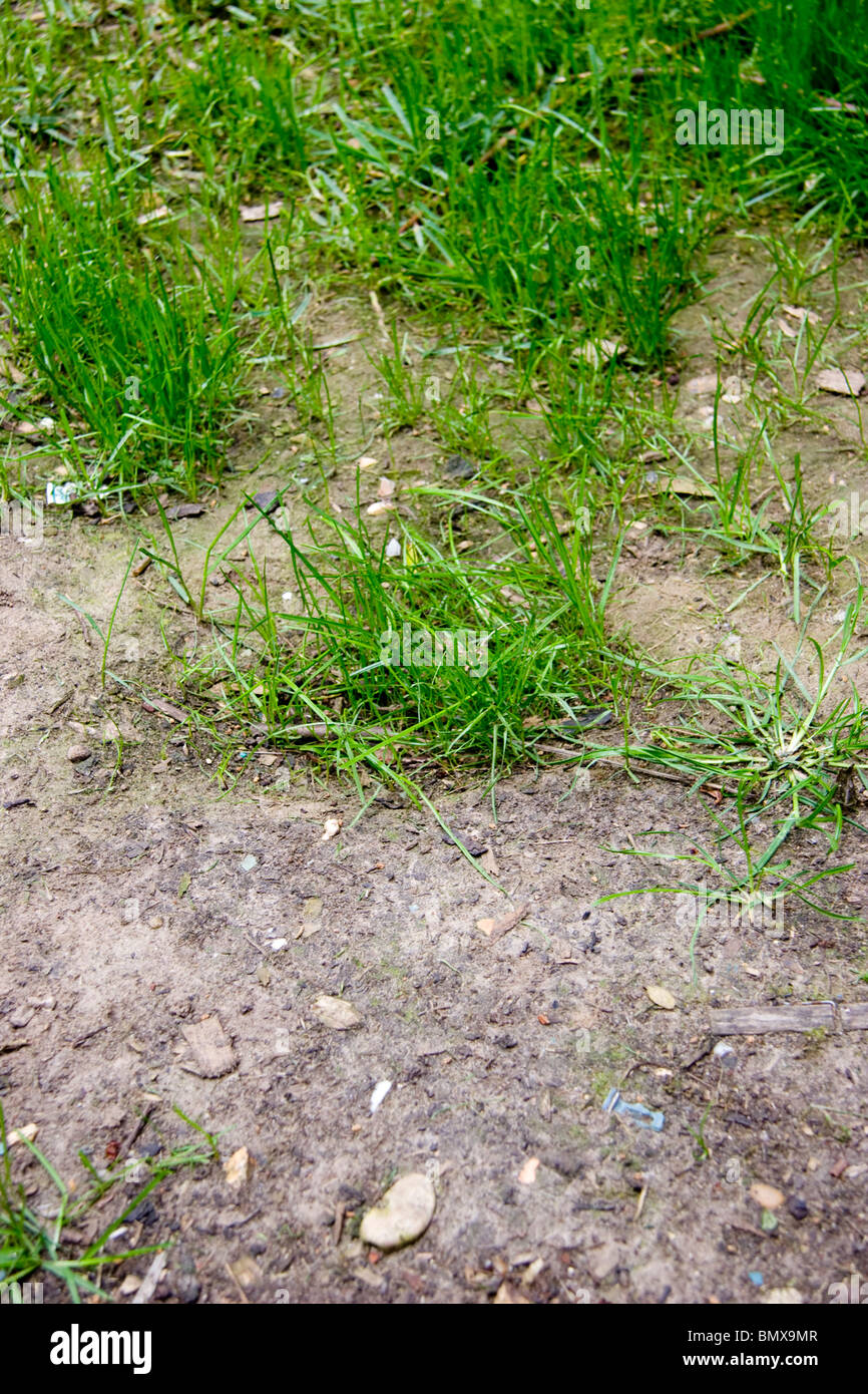 Patch of worn grass Stock Photo - Alamy
